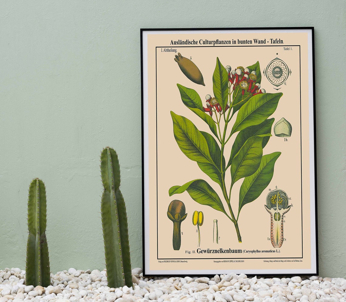 Cloves Botanical Art Print Cloves Spices Indonesian Cuisine | Etsy