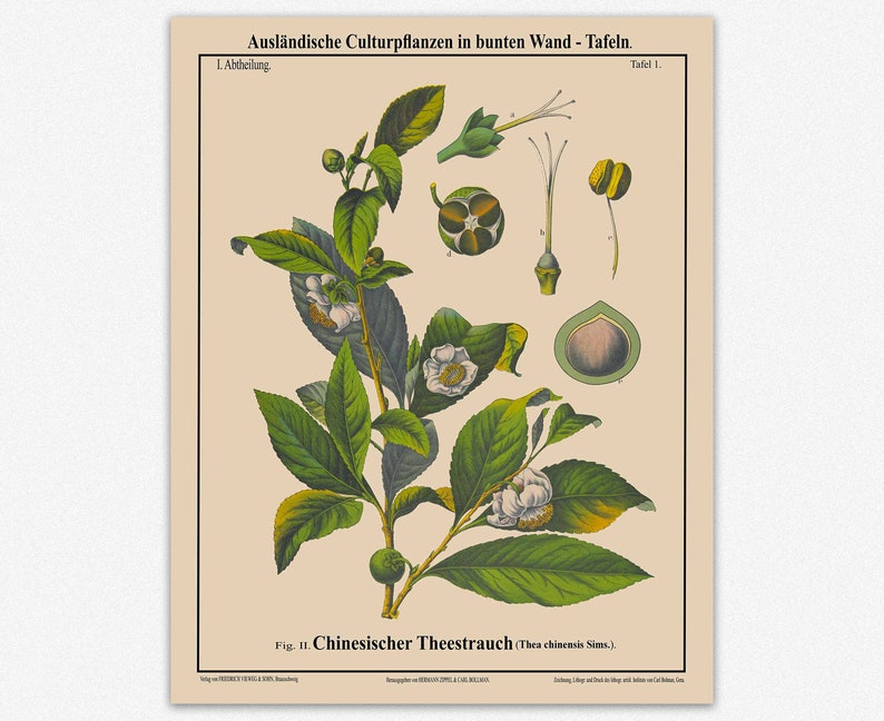 Tea Tree Botanical Print Tea Botanical Wall Art Thea Chinensis - Etsy