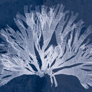 Cyanotype Prints Set of 4 Cyanotype Botanical Prints From - Etsy