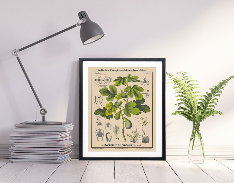 Fig Tree Botanical Drawing Rare Fig Tree Botanical Wall Art - Etsy