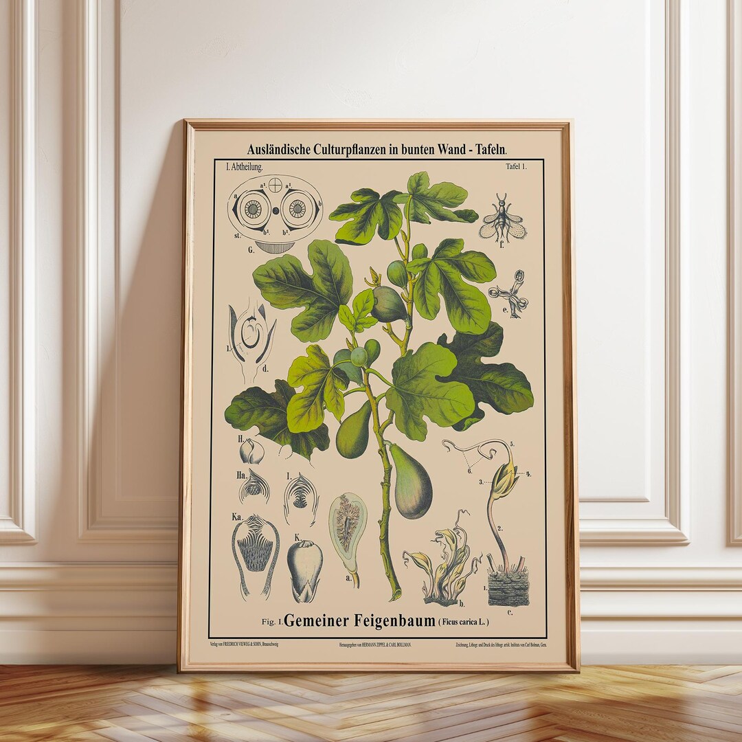 Fig Tree Botanical Drawing Rare Fig Tree Botanical Wall Art - Poster ...