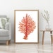 Coral Prints Set of 2 Coral Illustrations Nautical Wall Art Nautical ...