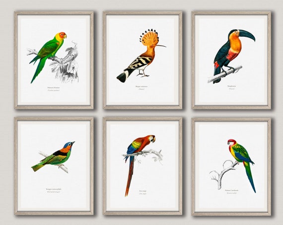Bird Prints Set of 6 Bird Illustration Prints Bird Posters | Etsy
