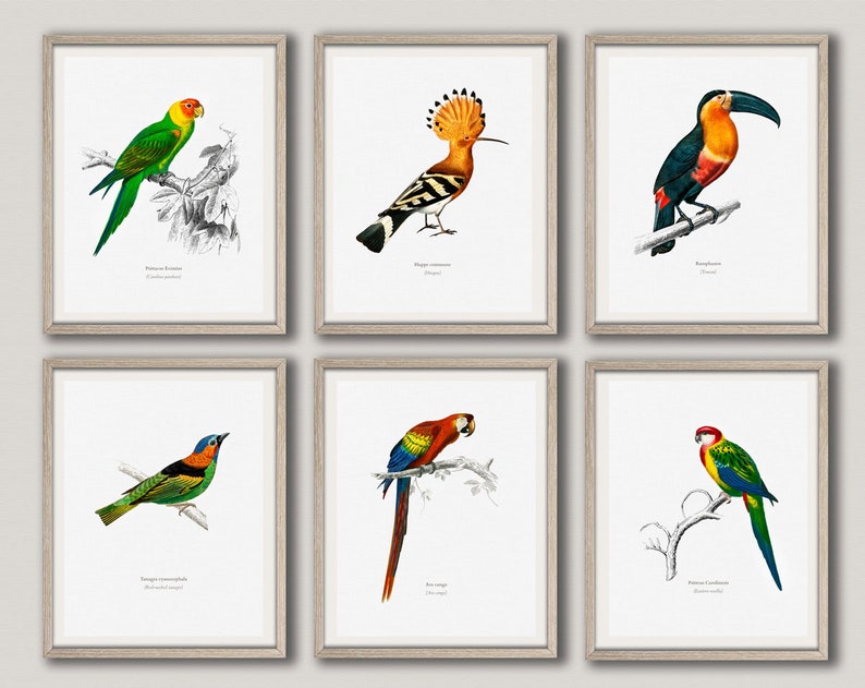Bird Prints Set of 6 Bird Illustration Prints Bird Posters | Etsy