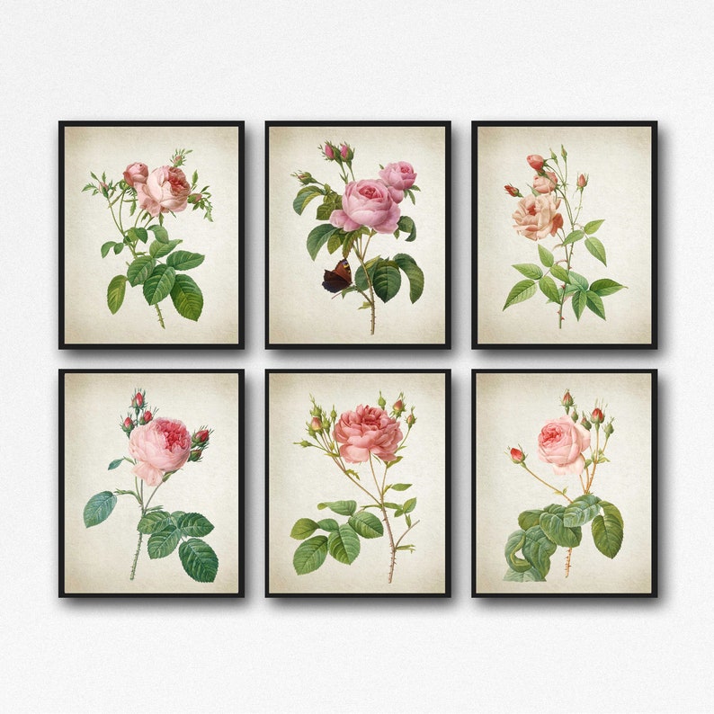 Rose Decor Set of 6 Rose Botanical Prints WBOT143-148 | Etsy