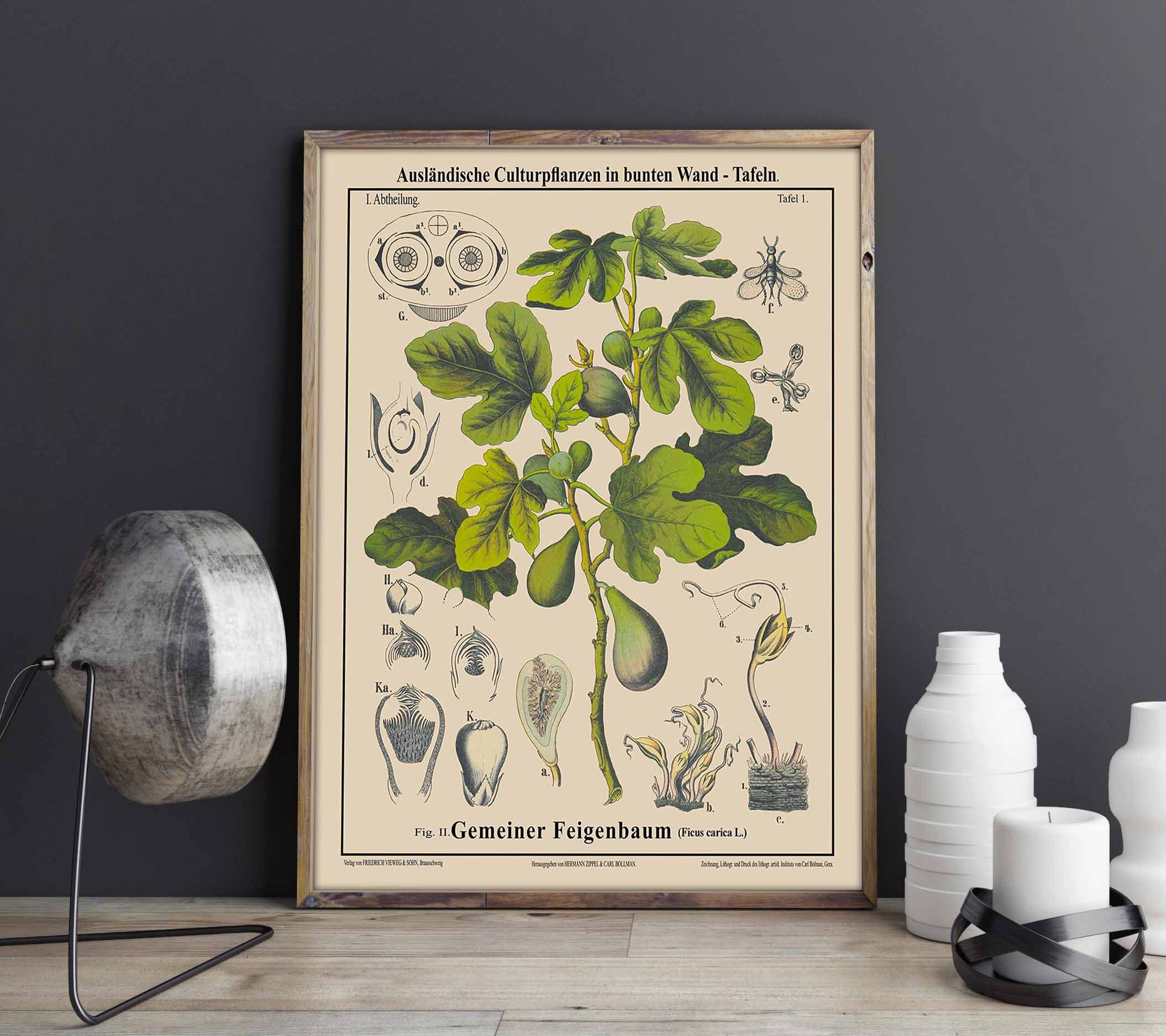 Fig Tree Botanical Drawing Rare Fig Tree Botanical Wall Art | Etsy UK