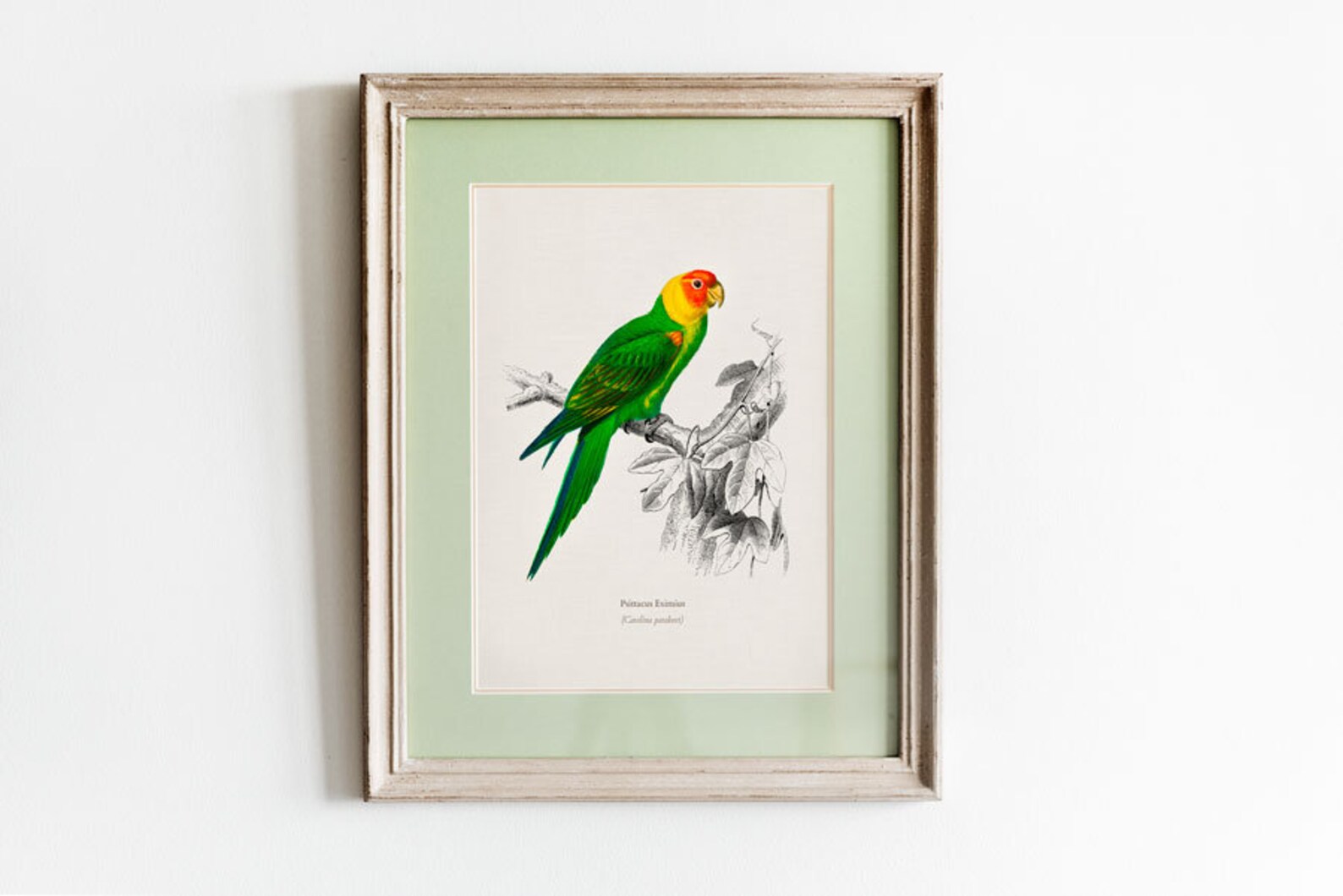 Bird Prints Set of 6 Bird Illustration Prints Bird Posters | Etsy