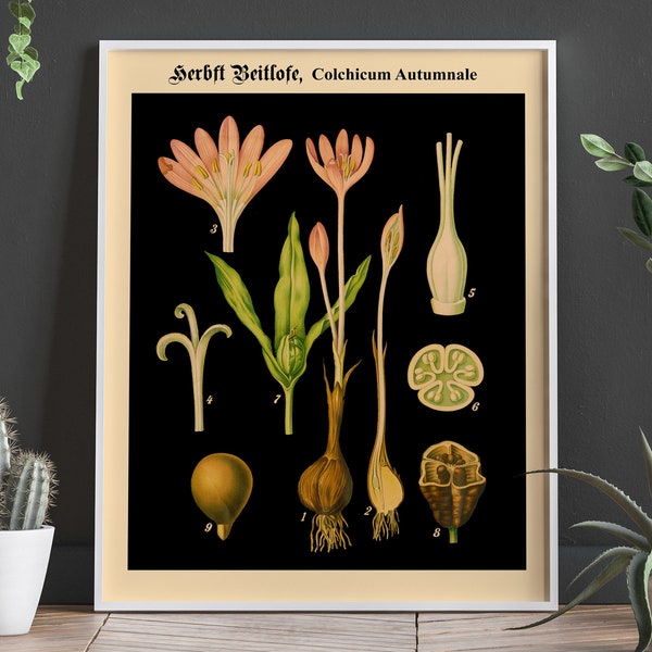 Large Botanical Prints - Etsy
