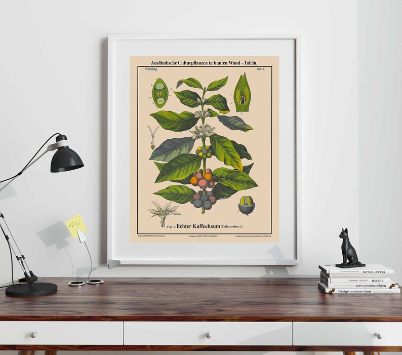 Coffee Botanical Poster Coffea Arabica Coffee Poster Cafe | Etsy