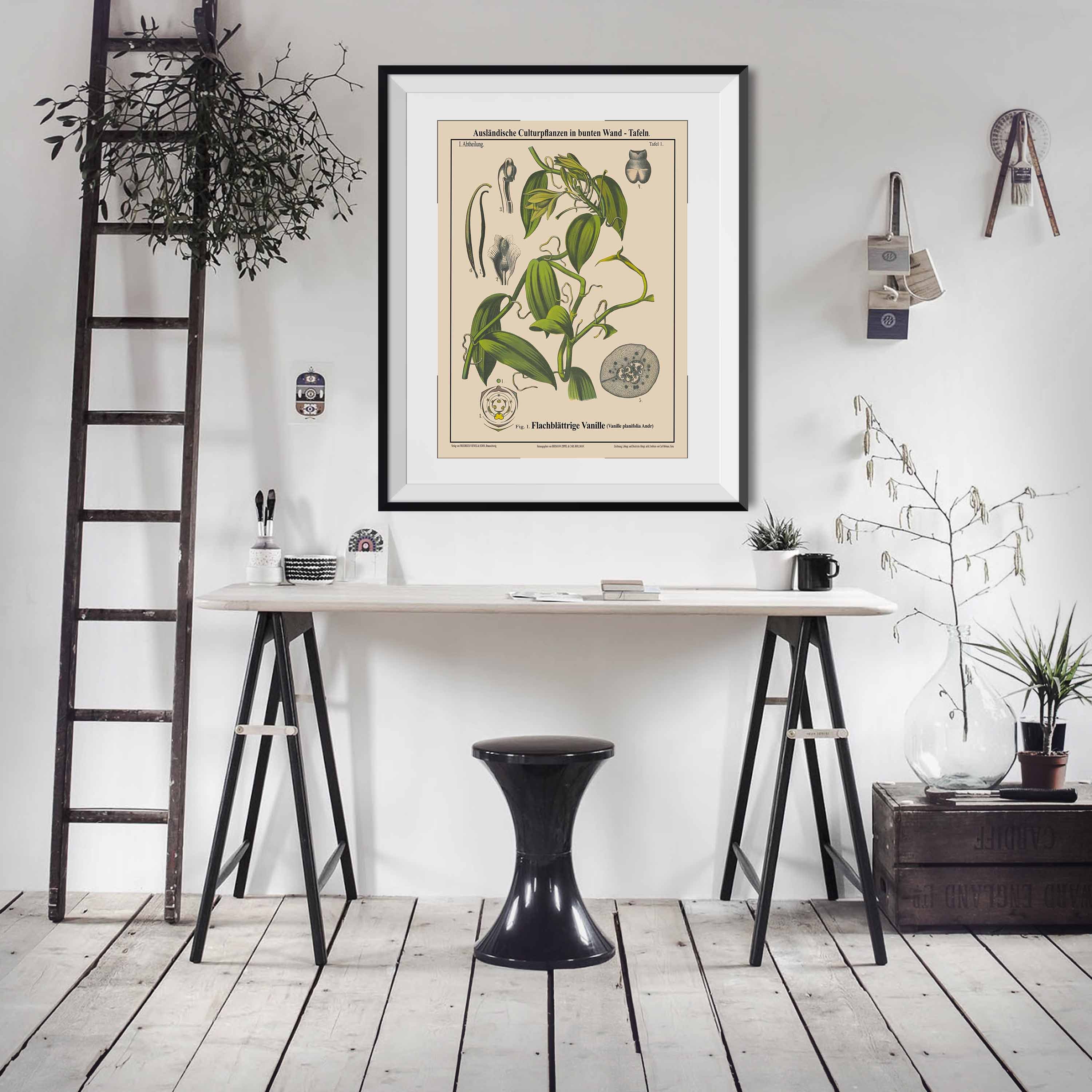 Vanilla Botanical Print Kitchen Botanical Art Oversize | Etsy