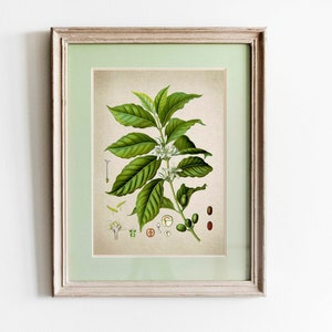 Coffee Plant Botanical Illustration Cafe Decor Coffee Wall Art - Etsy