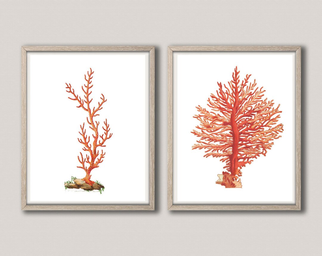 Coral Prints Set of 2 Coral Illustrations Nautical Wall Art Nautical ...