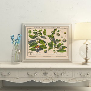 Tea and Coffee Plant Botanical Print Rare Coffee Decor Cafe Poster Cafe ...