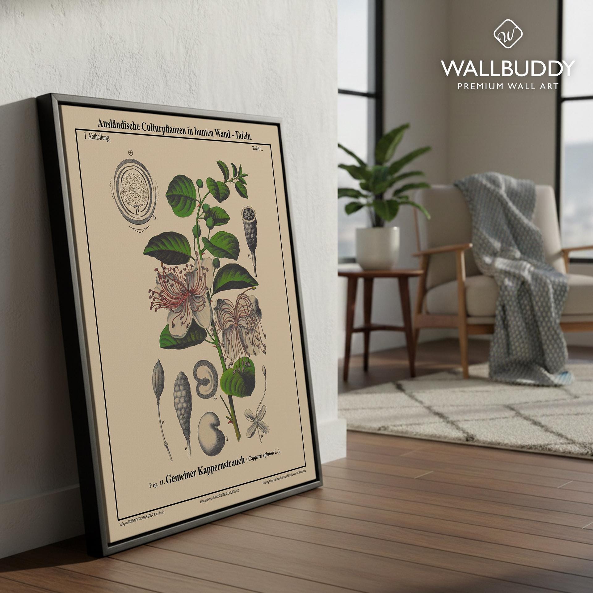 Caper Bush Botanical Print – Vintage Capparis Spinosa Illustration Wall ...