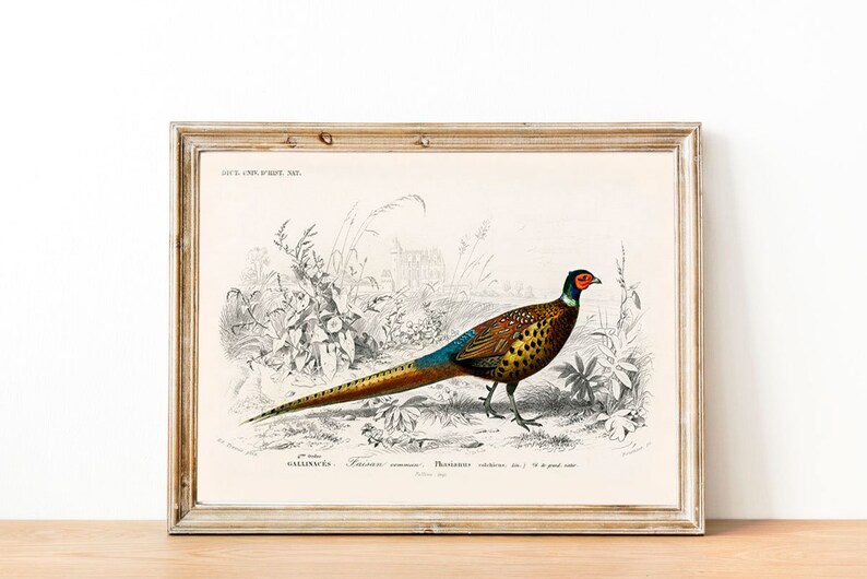 Pheasant Wall Art Vintage Pheasant Illustration Pheasant Decor - Etsy UK