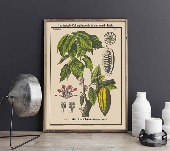 Cacao Tree Botanical Wall Art Cacao Tree Chocolate Poster | Etsy Australia