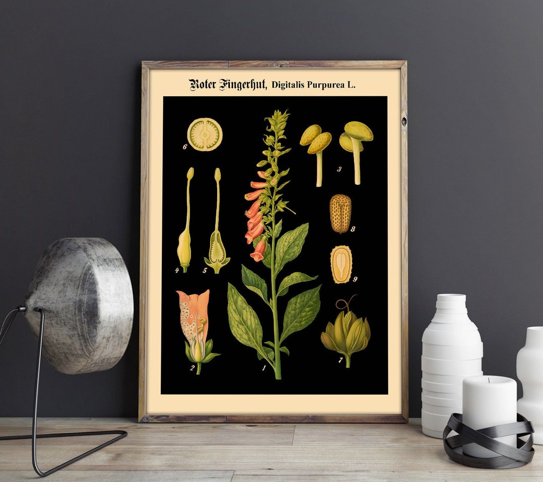 Large Wall Art Botanical Art Botany Print Large Botanical - Etsy