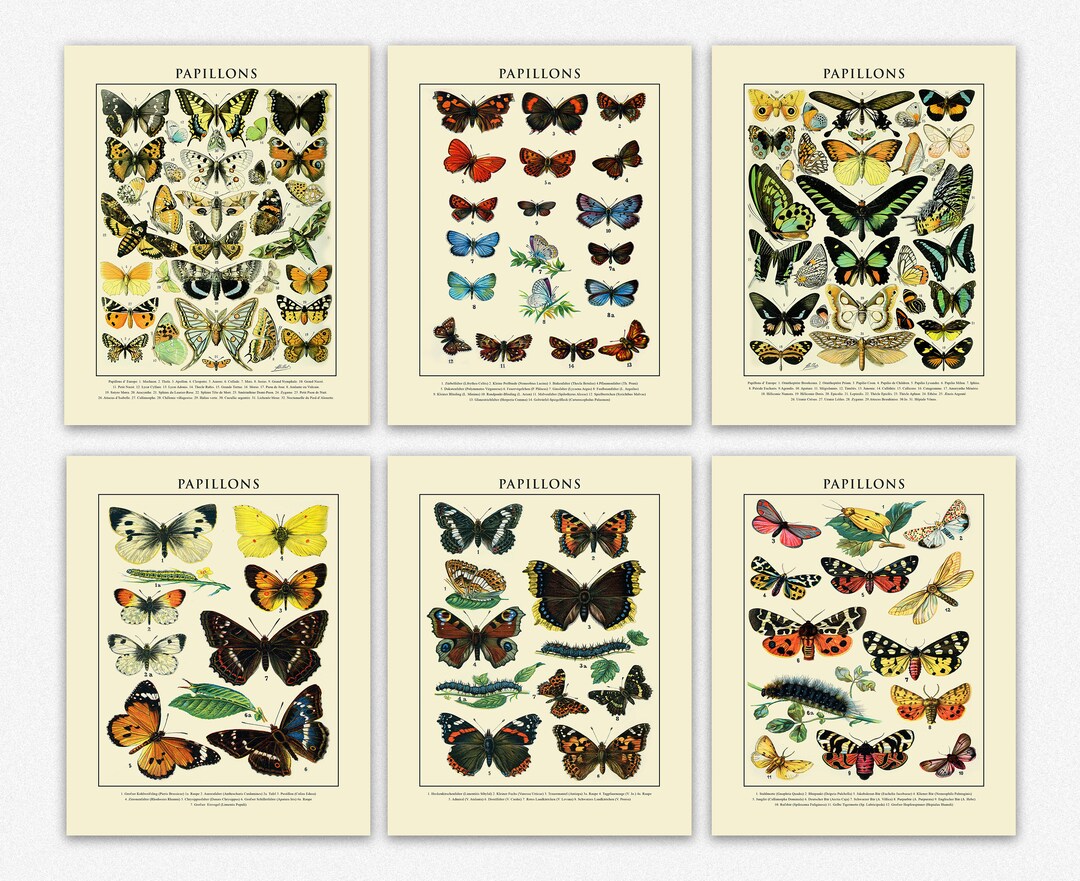 Antique Butterfly Prints Set of 6 for Vintage Home Decor Papillons ...