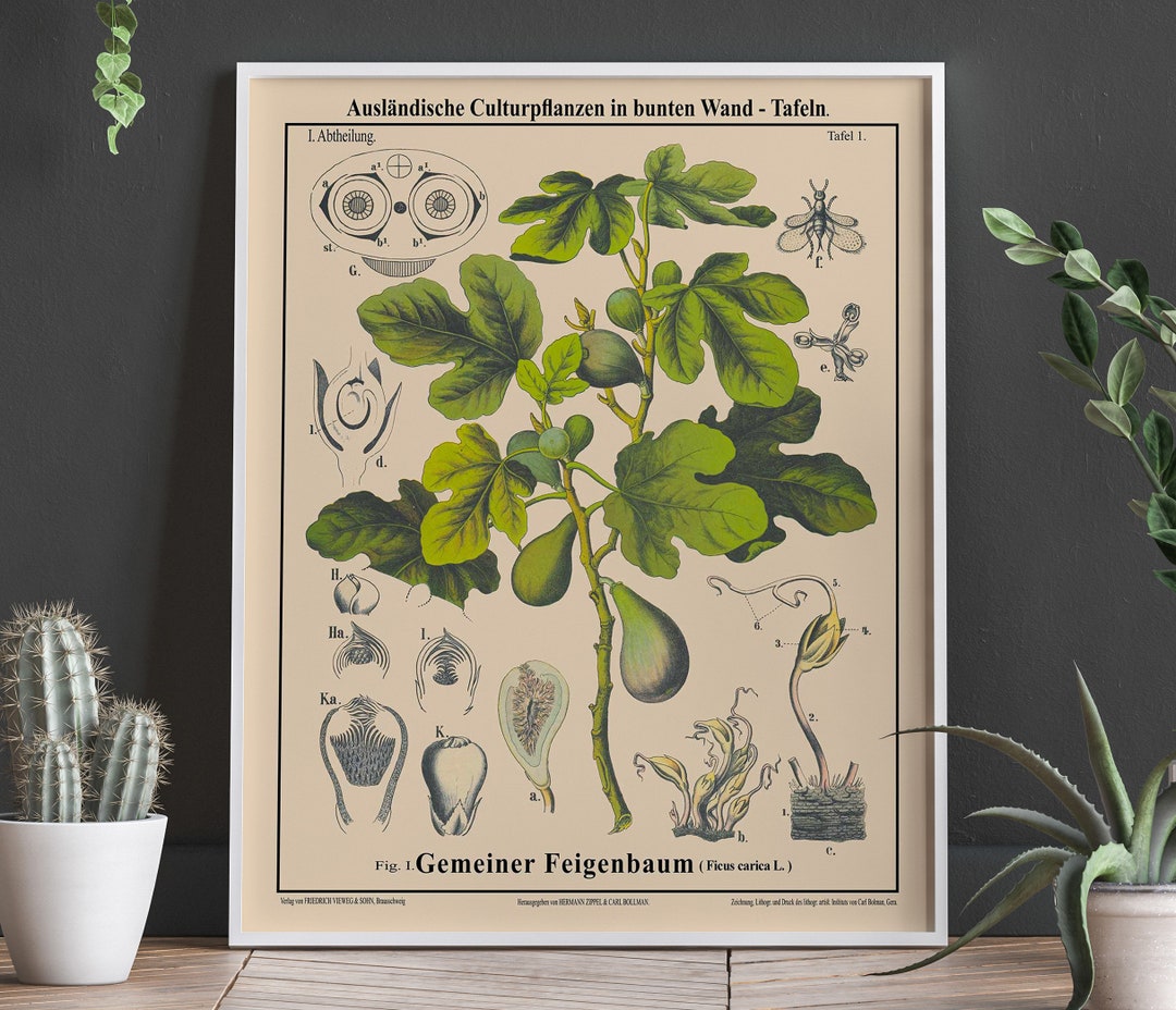 Fig Tree Botanical Drawing Rare Fig Tree Botanical Wall Art - Etsy