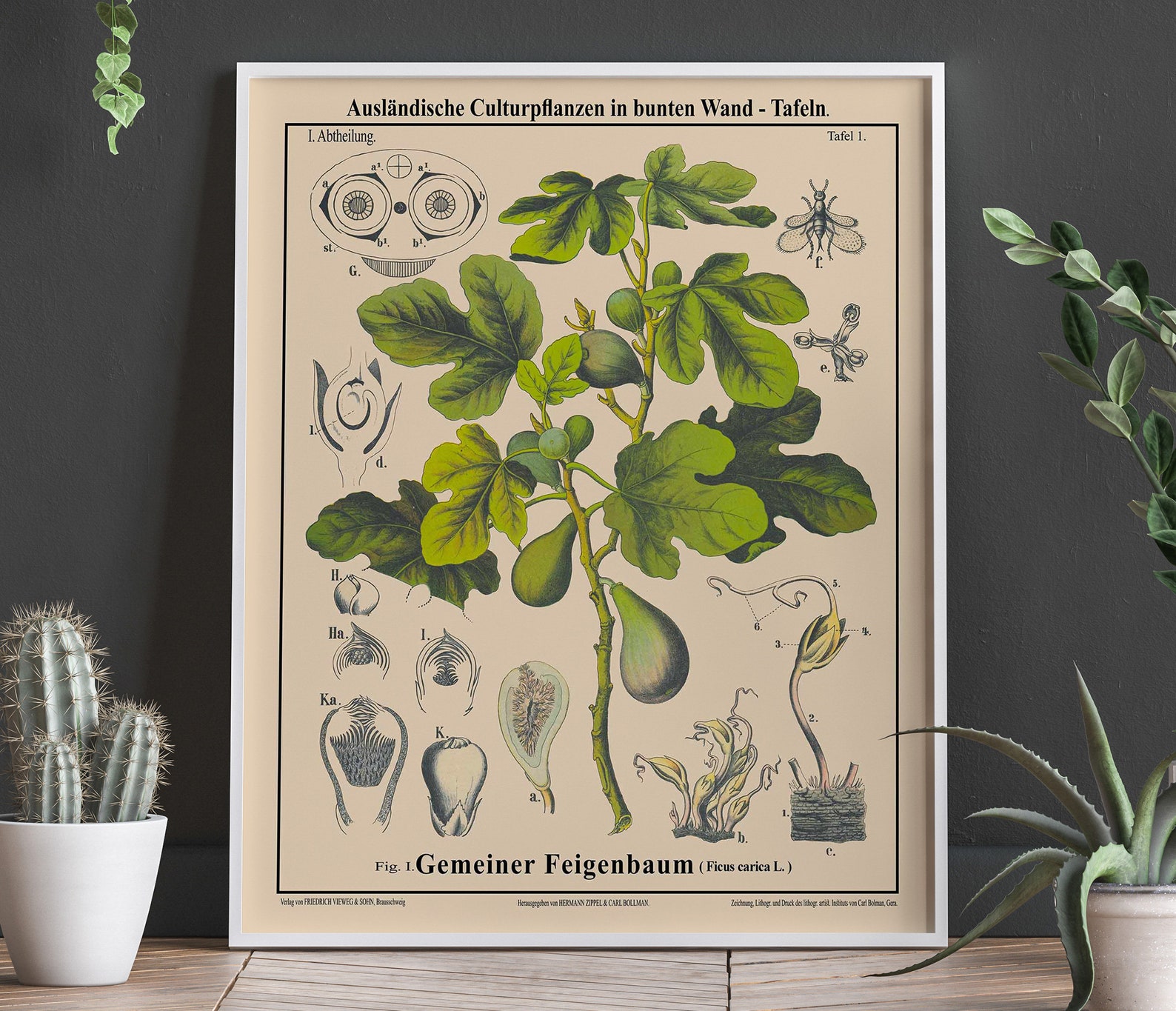 Fig Tree Botanical Drawing Rare Fig Tree Botanical Wall Art | Etsy