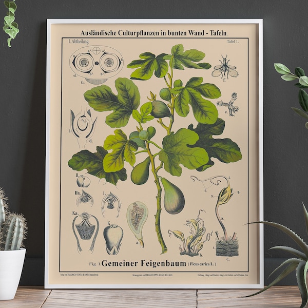 Botanical Drawing - Etsy