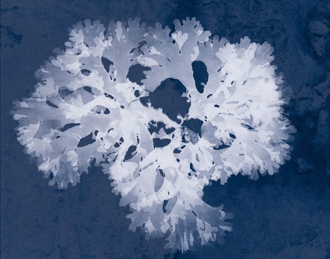 Cyanotype Prints Set of 4 Cyanotype Botanical Prints From | Etsy