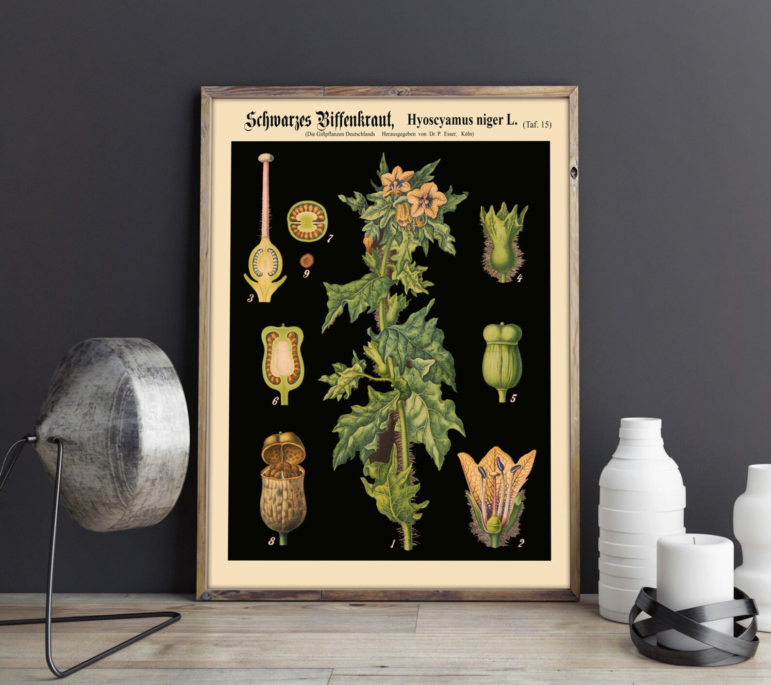 Vintage Botanical Chart German Educational Chart From | Etsy