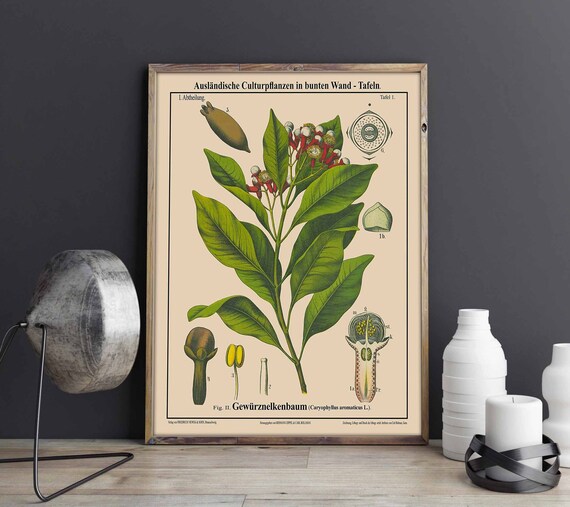 Cloves Botanical Art Print Cloves Spices Indonesian Cuisine | Etsy
