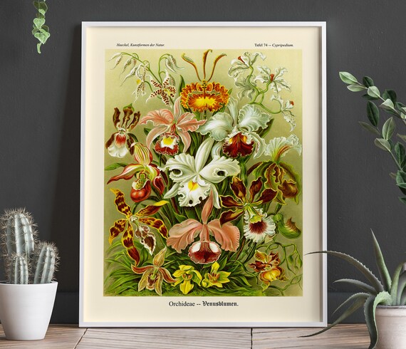 Orchid Print Orchids Wall Art Orchids Poster Orchids - Etsy