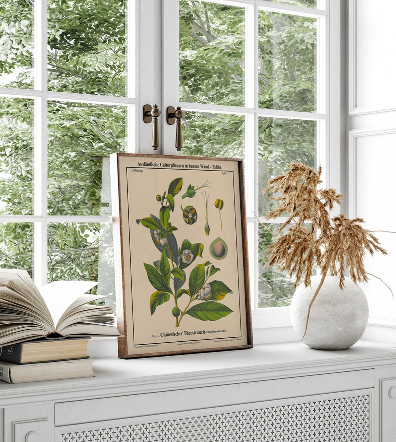 Tea Tree Botanical Print Tea Botanical Wall Art Thea Chinensis - Etsy