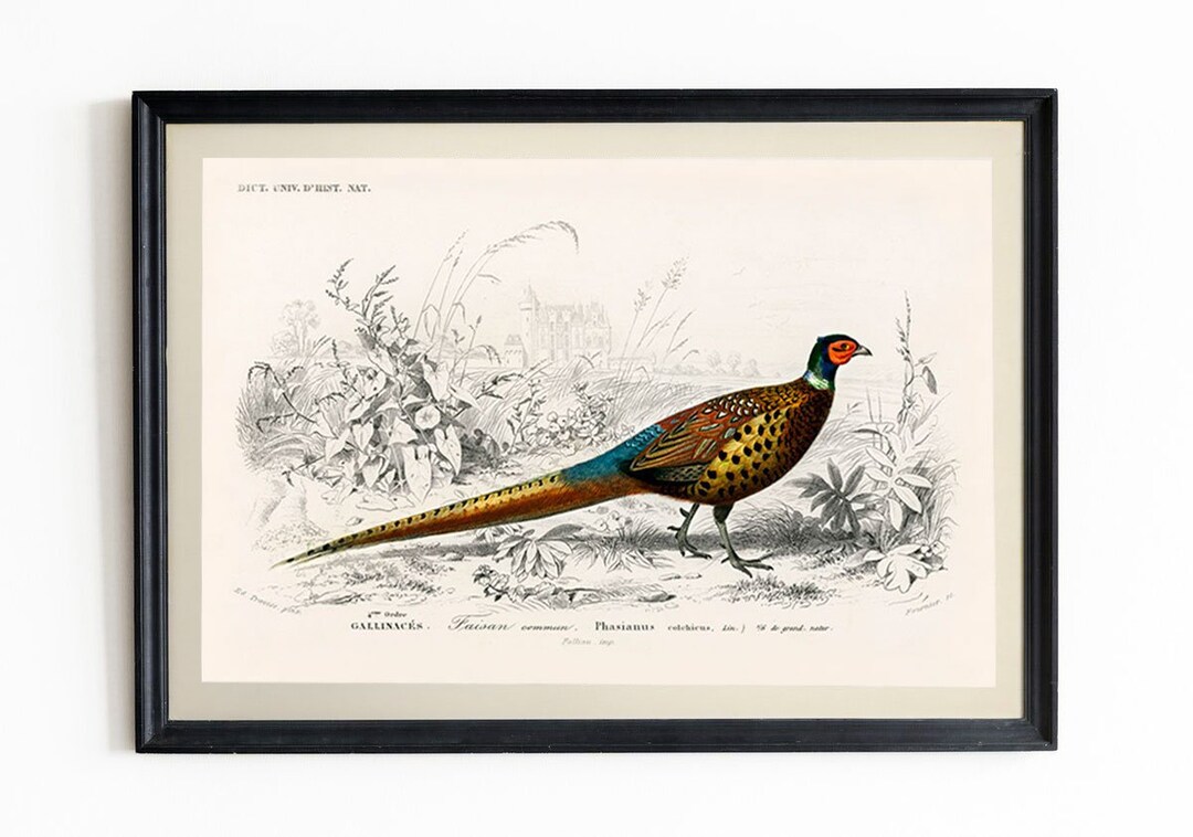 Pheasant Wall Art Vintage Pheasant Illustration Botanical Wall Decor ...