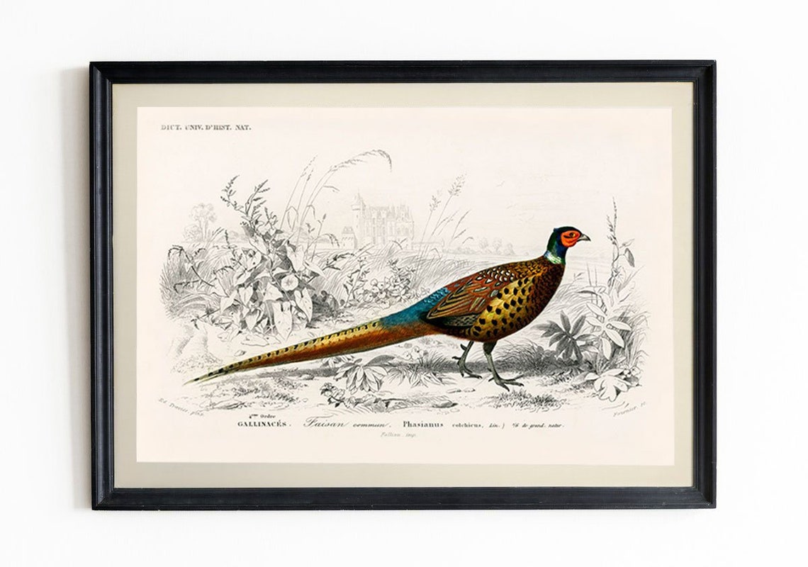 Pheasant Wall Art Vintage Pheasant Illustration Pheasant Decor - Etsy UK