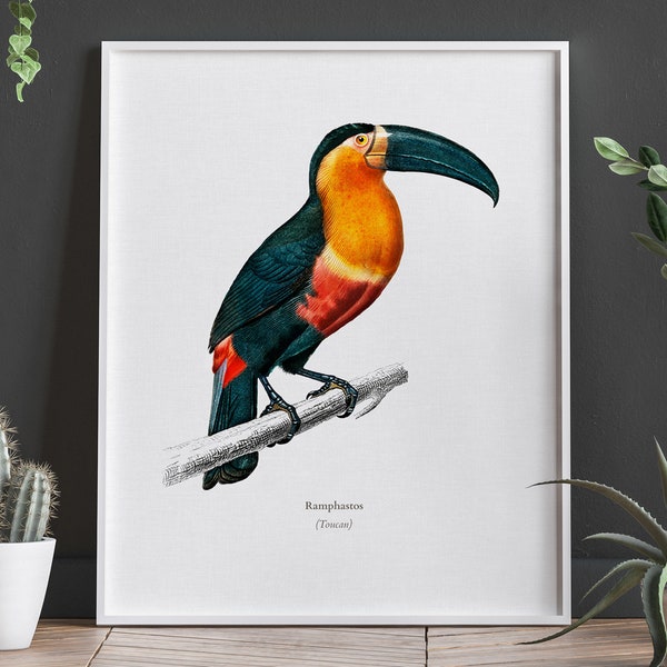 Toucan Print - Etsy