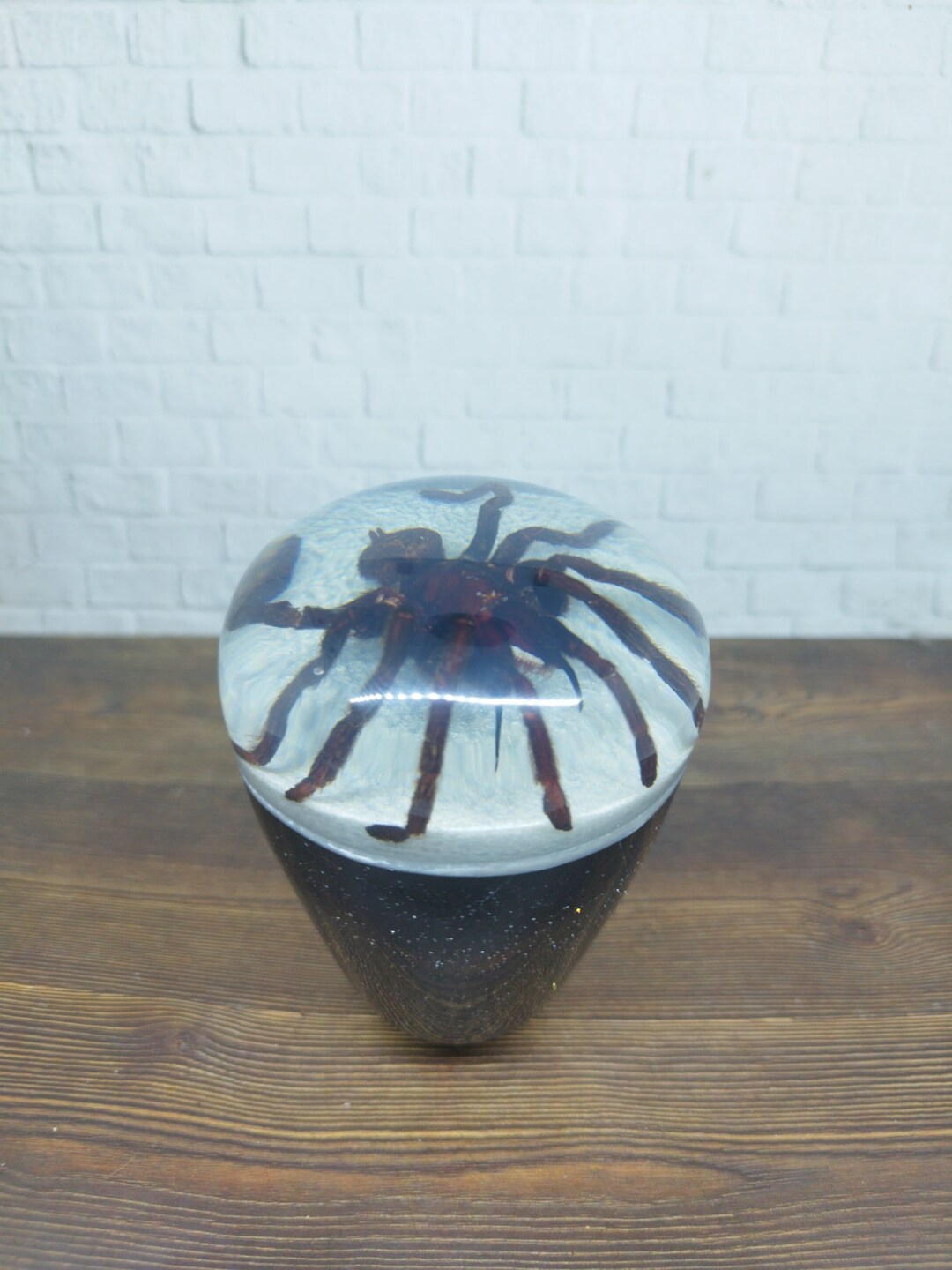 Underwater REAL Spider TARANTULA Gear Shift Shifter Knob From Acrilyc ...