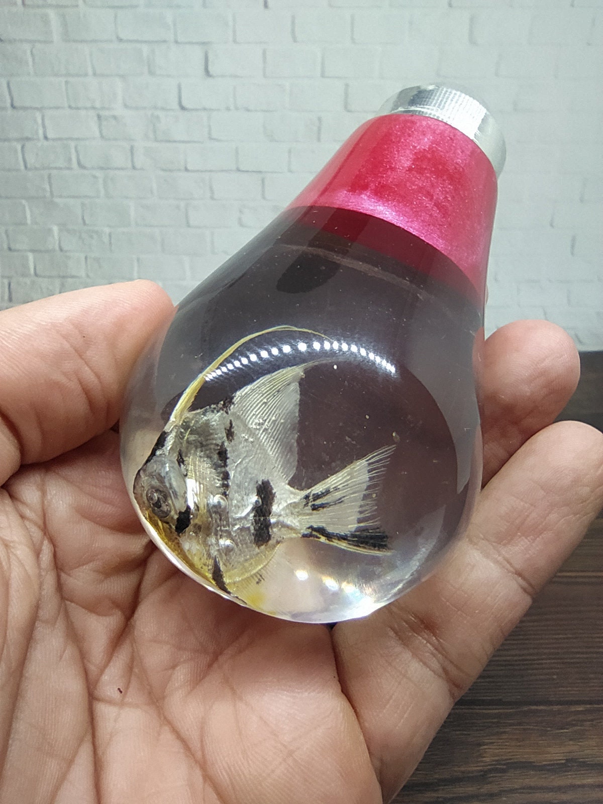 Underwater REAL Angelfish Angel Fish Manfish Gear Shifter Knob | Etsy