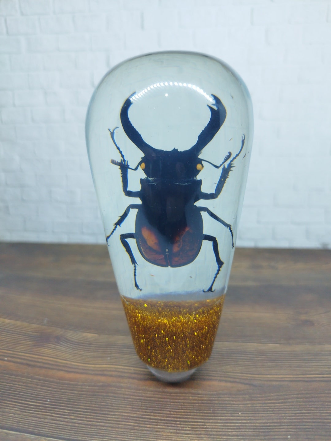 Underwater REAL Insect Horn Beetle Xylotrupes Gideon Gear Shift Shifter ...