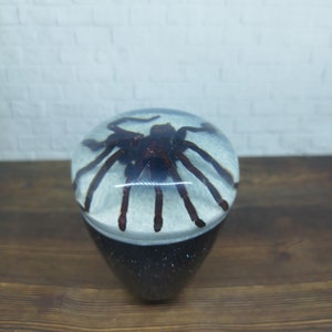 Underwater REAL Spider TARANTULA Gear Shift Shifter Knob From Acrilyc ...
