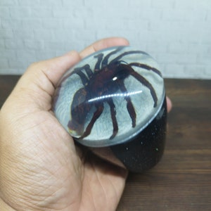 Underwater REAL Spider TARANTULA Gear Shift Shifter Knob From Acrilyc ...