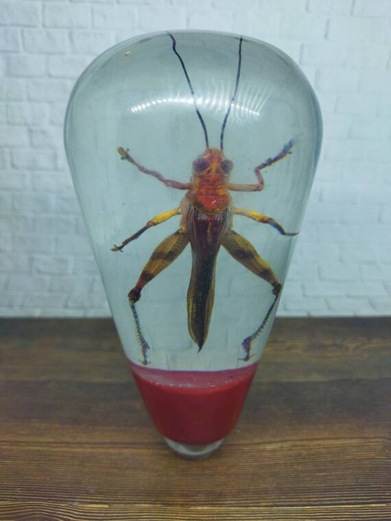 Underwater REAL Insect Grasshopper Gear Shift Shifter Knob | Etsy