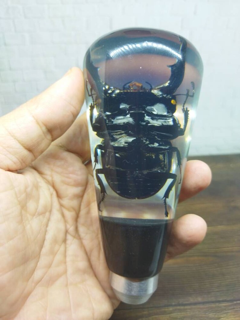 Underwater REAL Insect Horn Beetle Xylotrupes Gideon Gear - Etsy