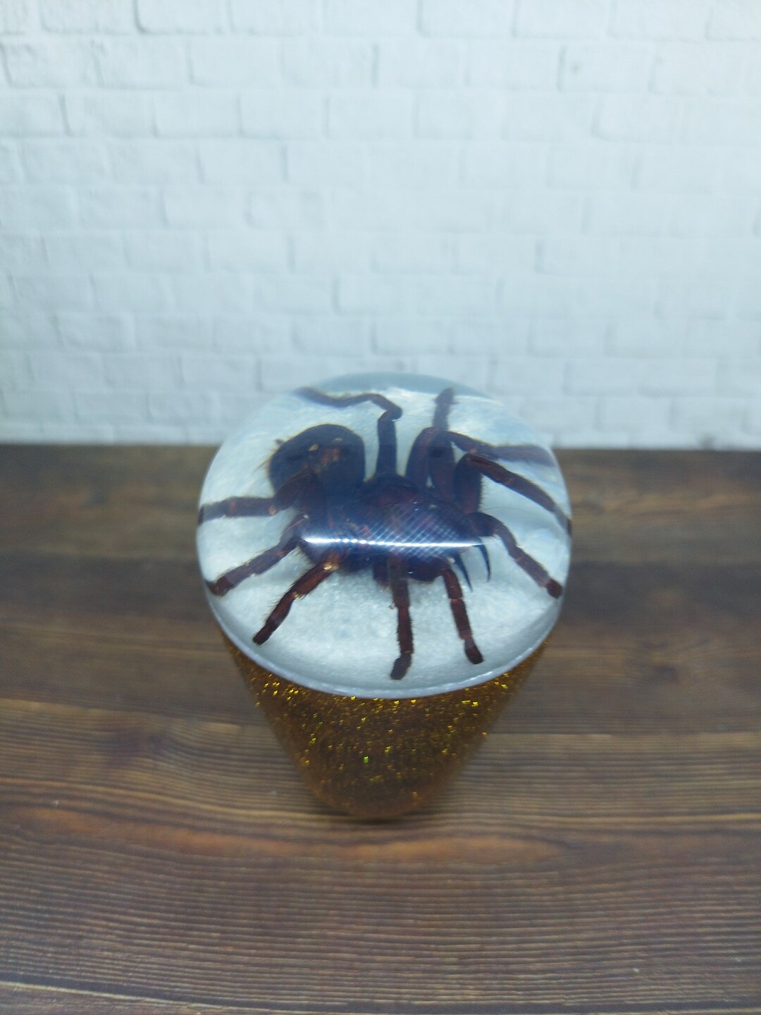 Underwater REAL Spider TARANTULA Gear Shift Shifter Knob From Acrilyc ...