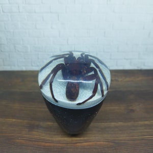 Underwater REAL Spider TARANTULA Gear Shift Shifter Knob From Acrilyc ...