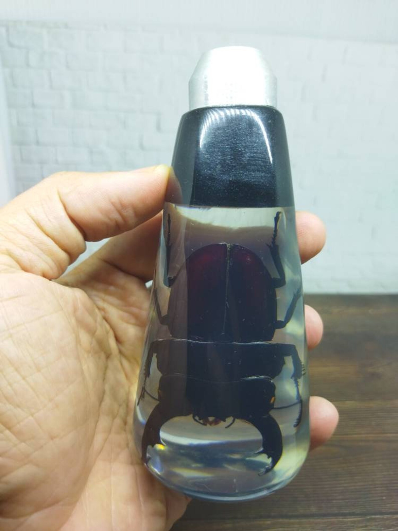 Underwater REAL Insect Horn Beetle Xylotrupes Gideon Gear - Etsy