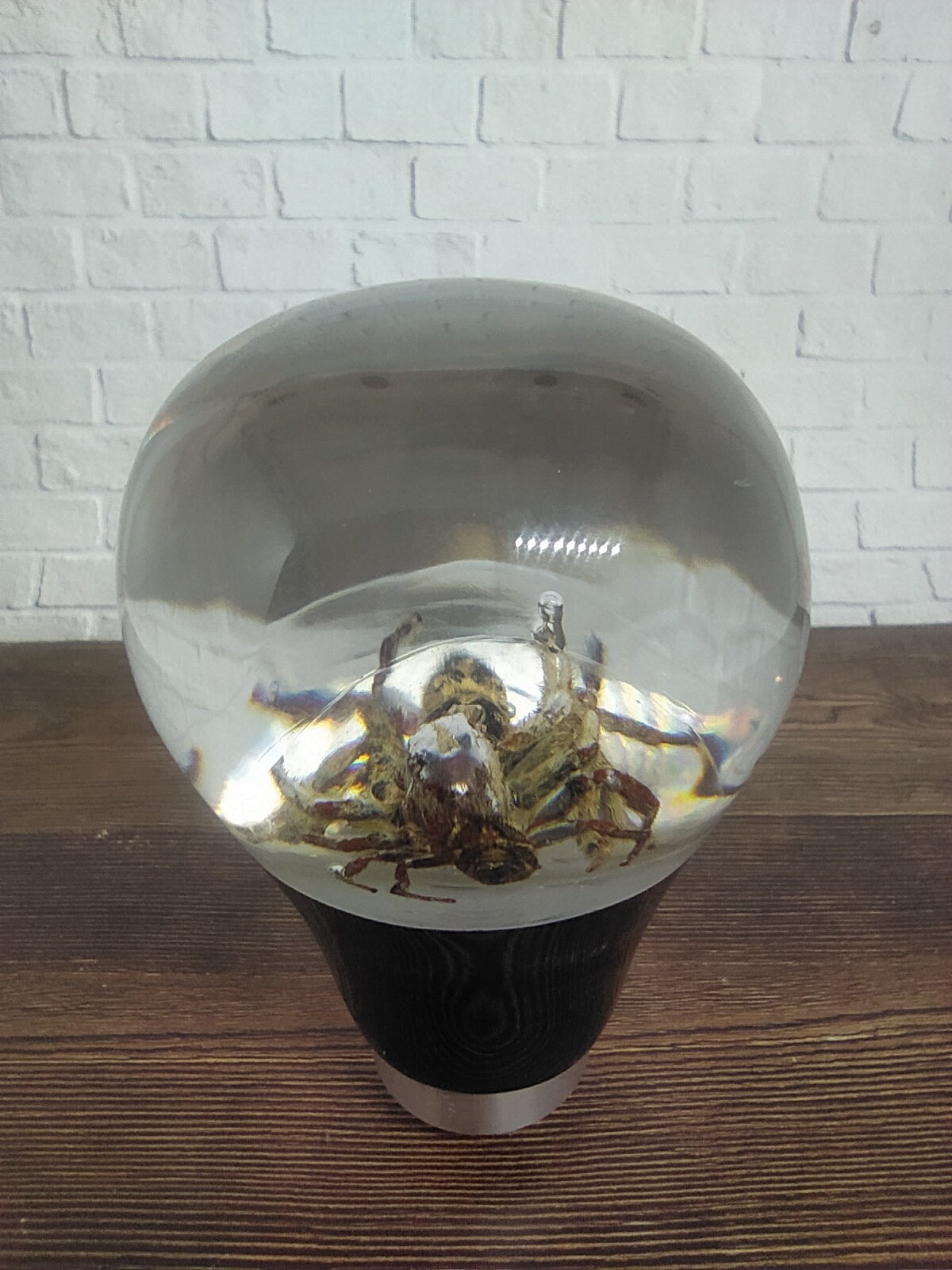 Underwater REAL Fighting SPIDER Tarantula Gear Shift Knob from | Etsy