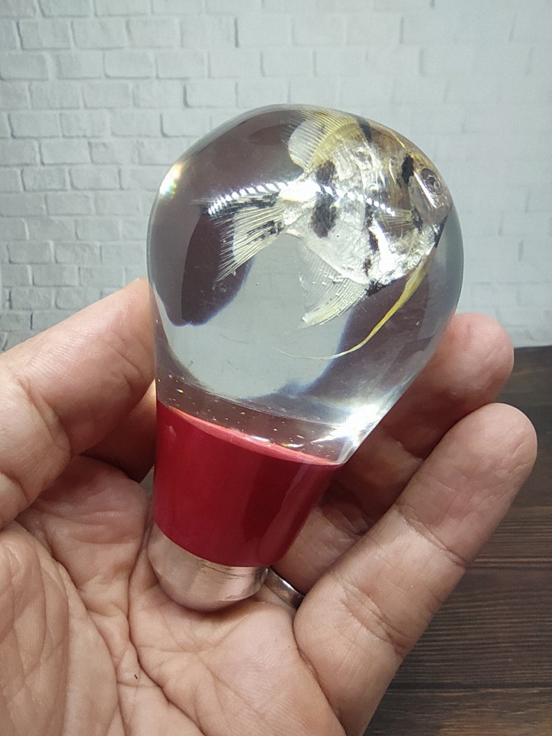 Underwater REAL Angelfish Angel Fish Manfish Gear Shifter Knob - Etsy