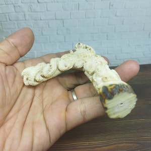 Cthulhu Octopus Kraken and Skull Head Handle Walking Stick Cane From ...