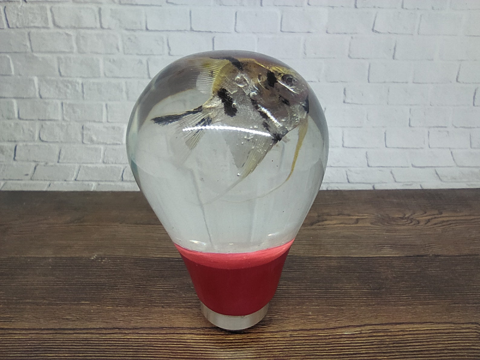 Underwater REAL Angelfish Angel Fish Manfish Gear Shifter Knob | Etsy