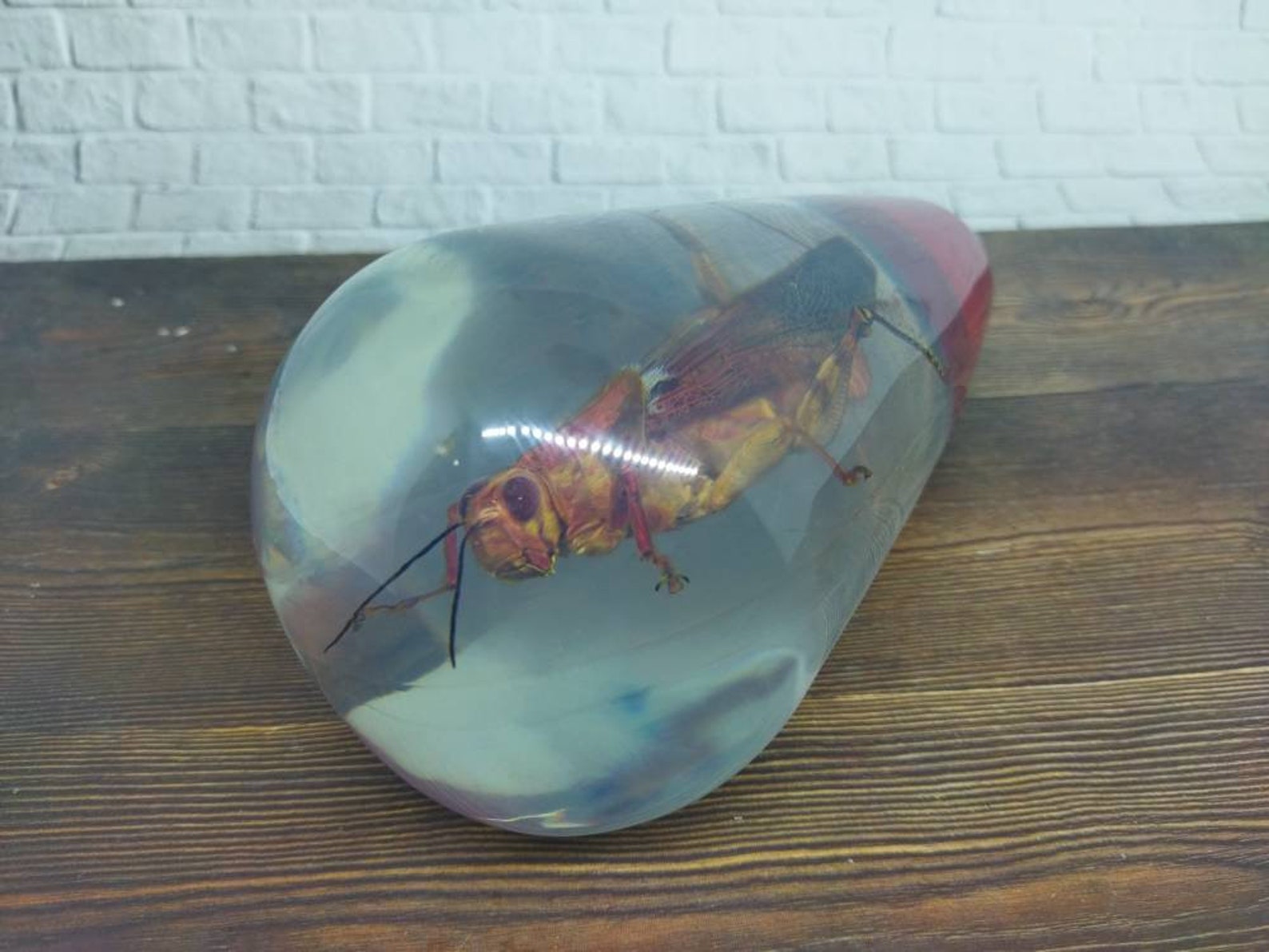 Underwater REAL Insect Grasshopper Gear Shift Shifter Knob | Etsy