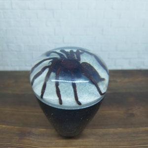Underwater REAL Spider TARANTULA Gear Shift Shifter Knob From Acrilyc ...