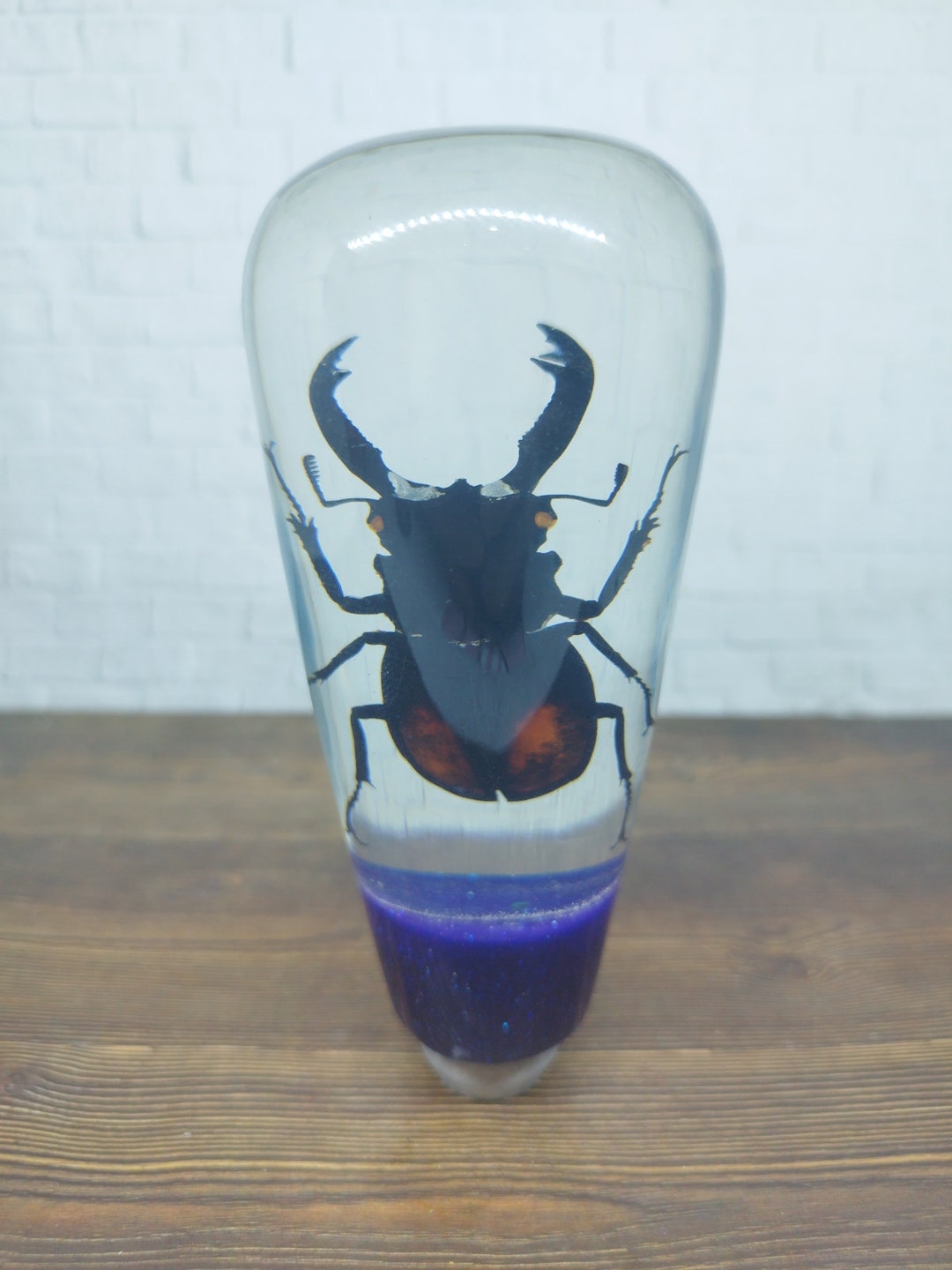 Underwater REAL Insect Horn Beetle Xylotrupes Gideon Gear Shift Shifter ...